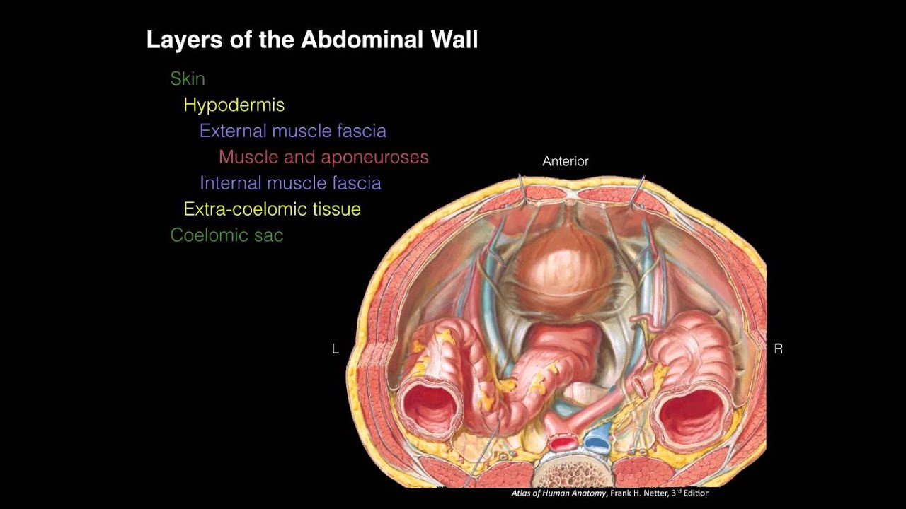 Belly Button Anatomy Muscles